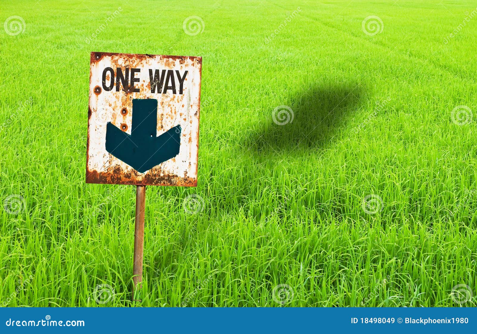 One Way Sign on Green Rice Farm Stock Image - Image of asia, farm: 18498049
