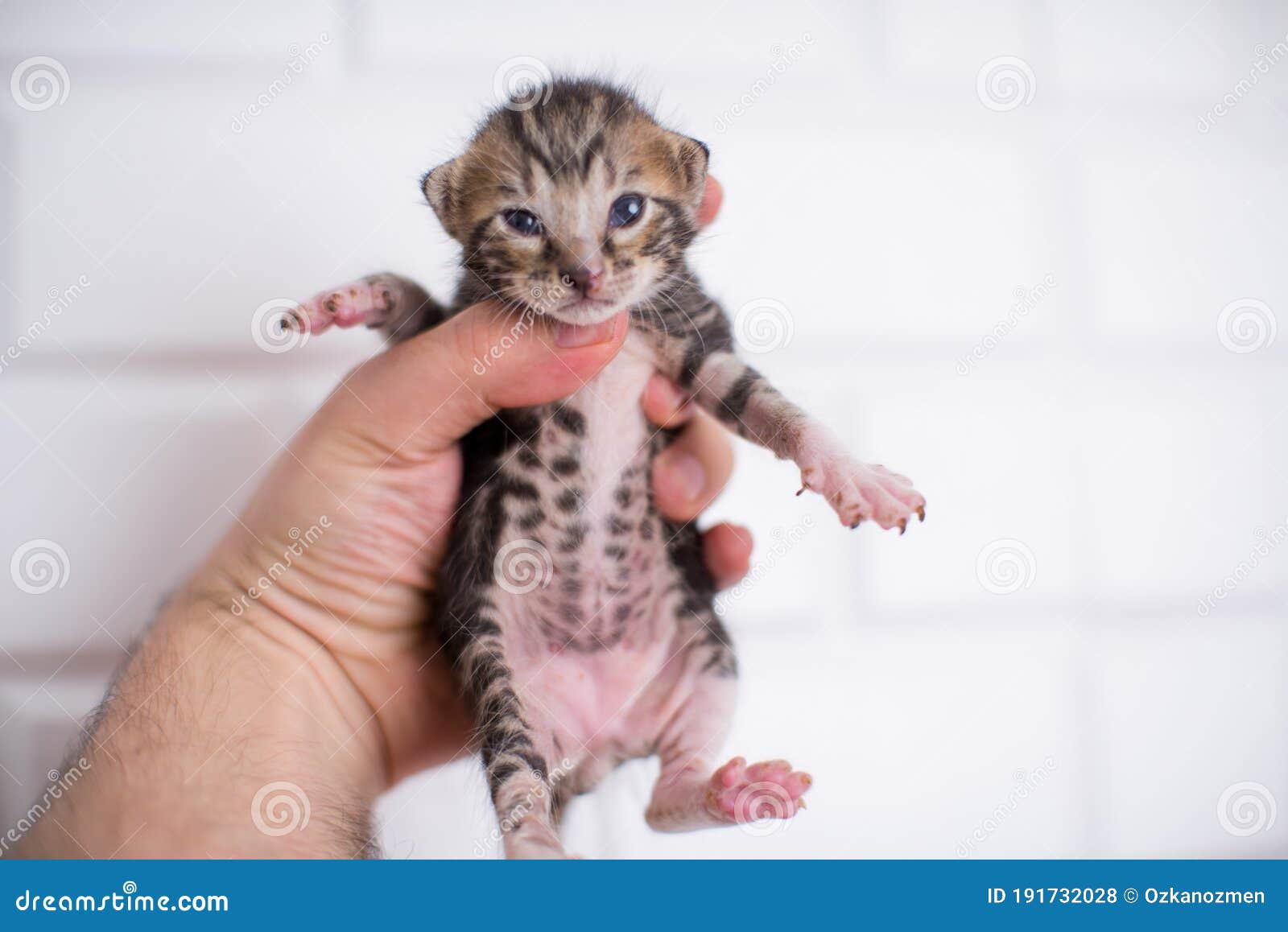 One week old baby kitten stock photo. Image of furry - 191732028