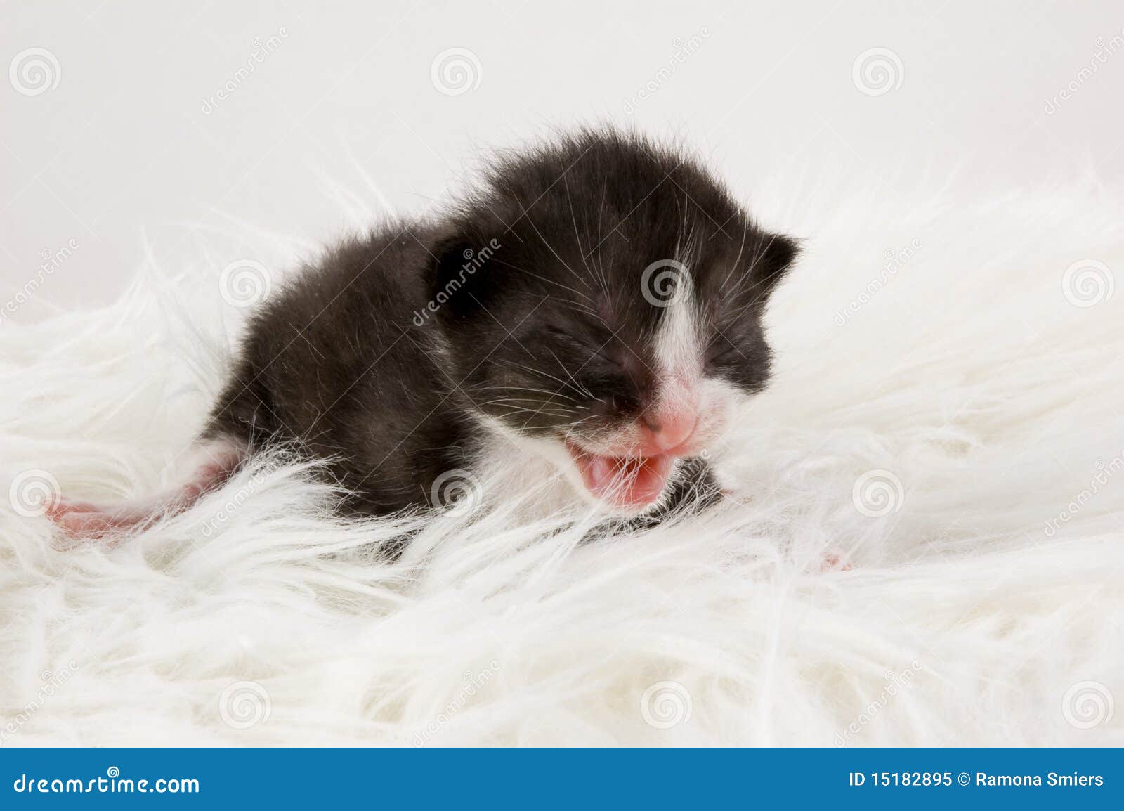 One Week Old Black Kitten Royalty Free Stock Photo - Image: 15182895