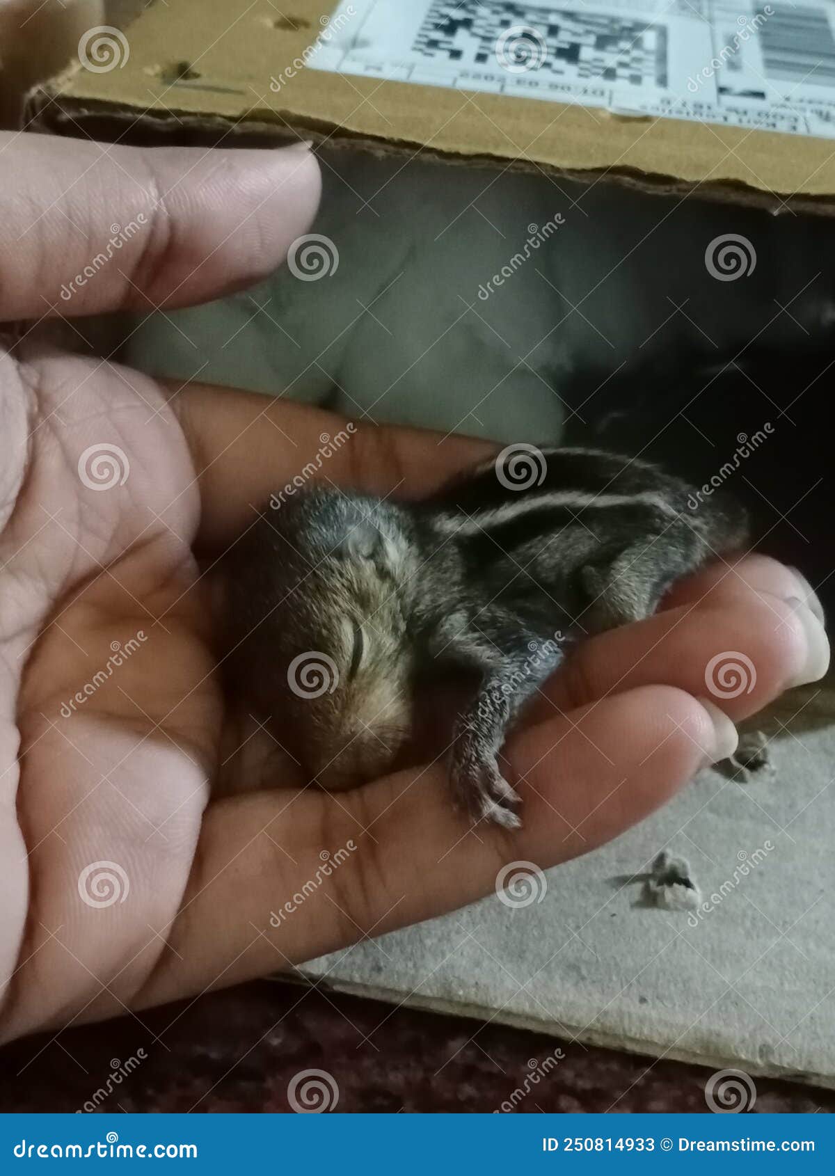 One Week Old Friendly Squirrel Editorial Stock Photo - Image of week ...