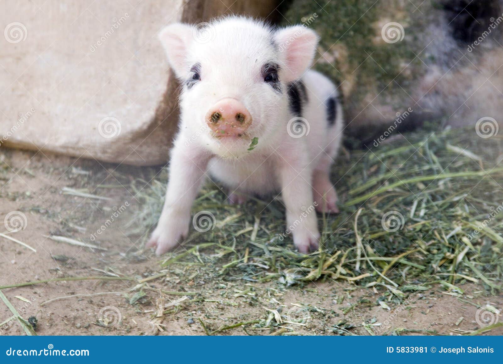 One Week Old Fuzzy Baby Piglet Stock Image - Image of boar, farm: 5833981