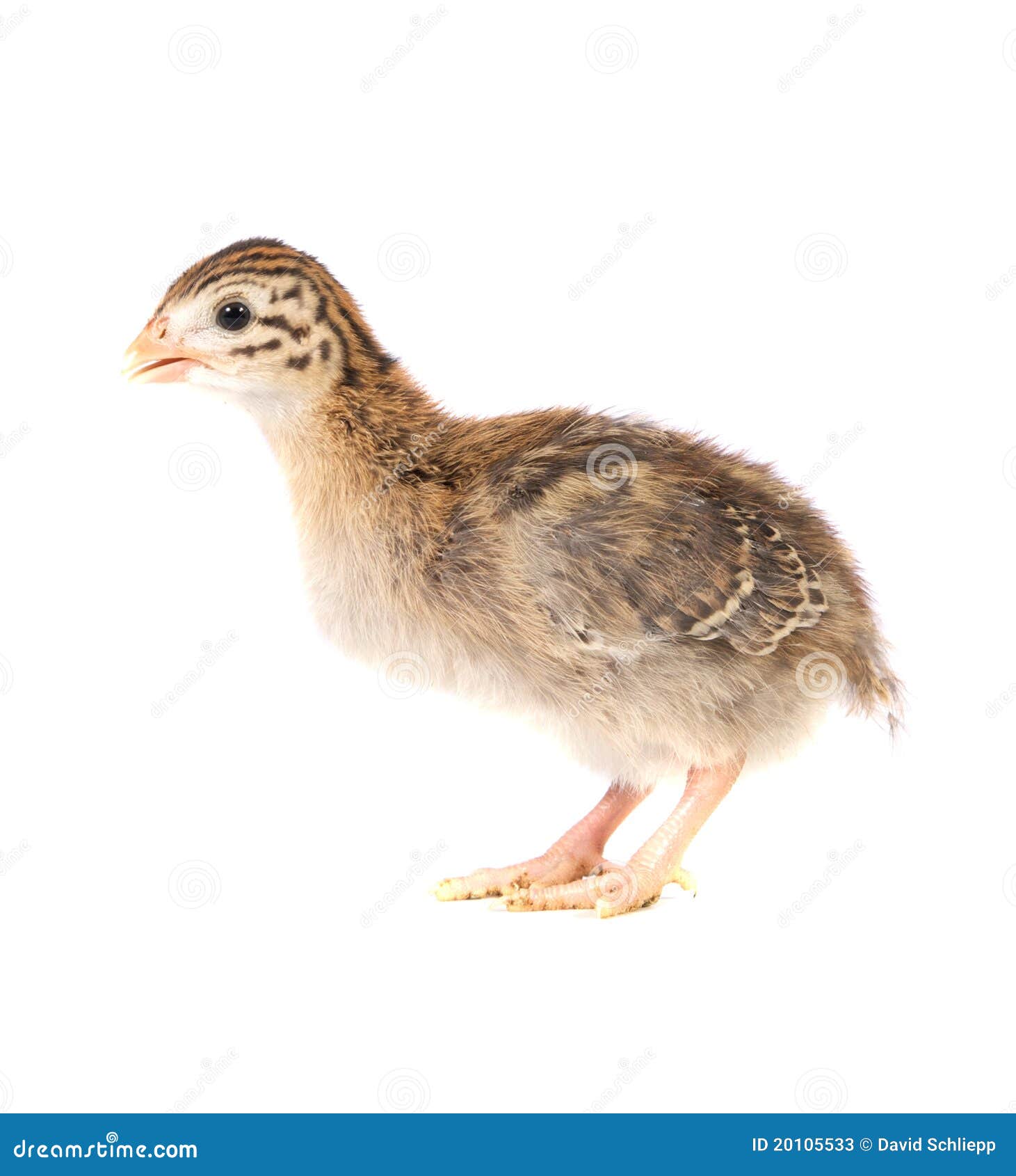 One Week Old Guinea Fowl Keet Standing Profile Stock Image - Image of ...