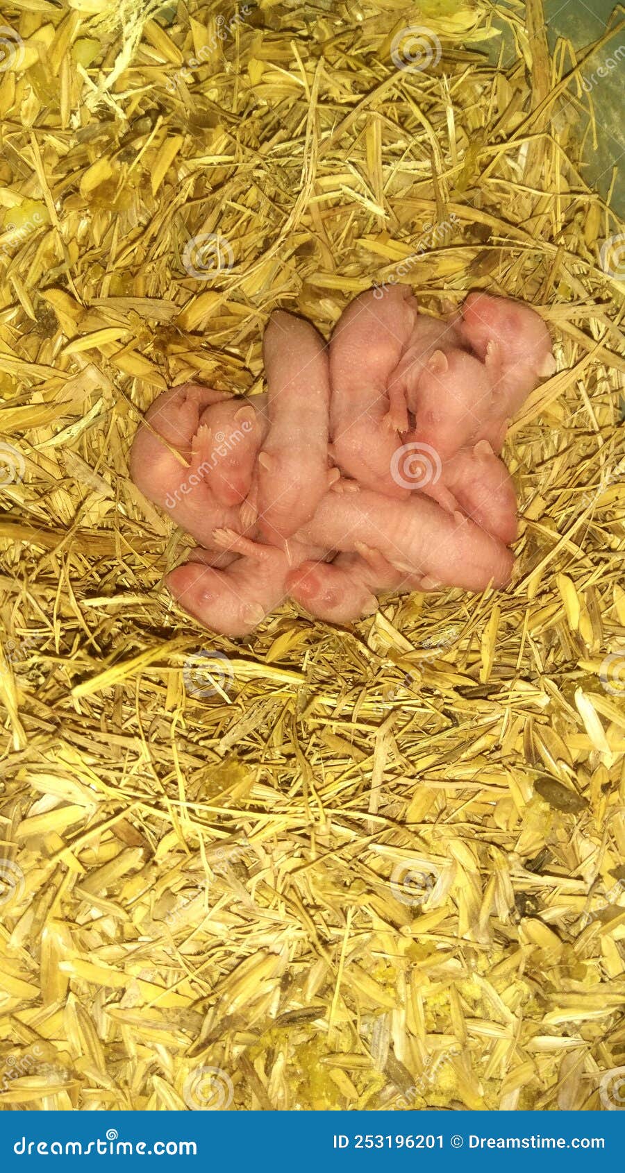 One week old rat stock image. Image of prairie, leaf - 253196201