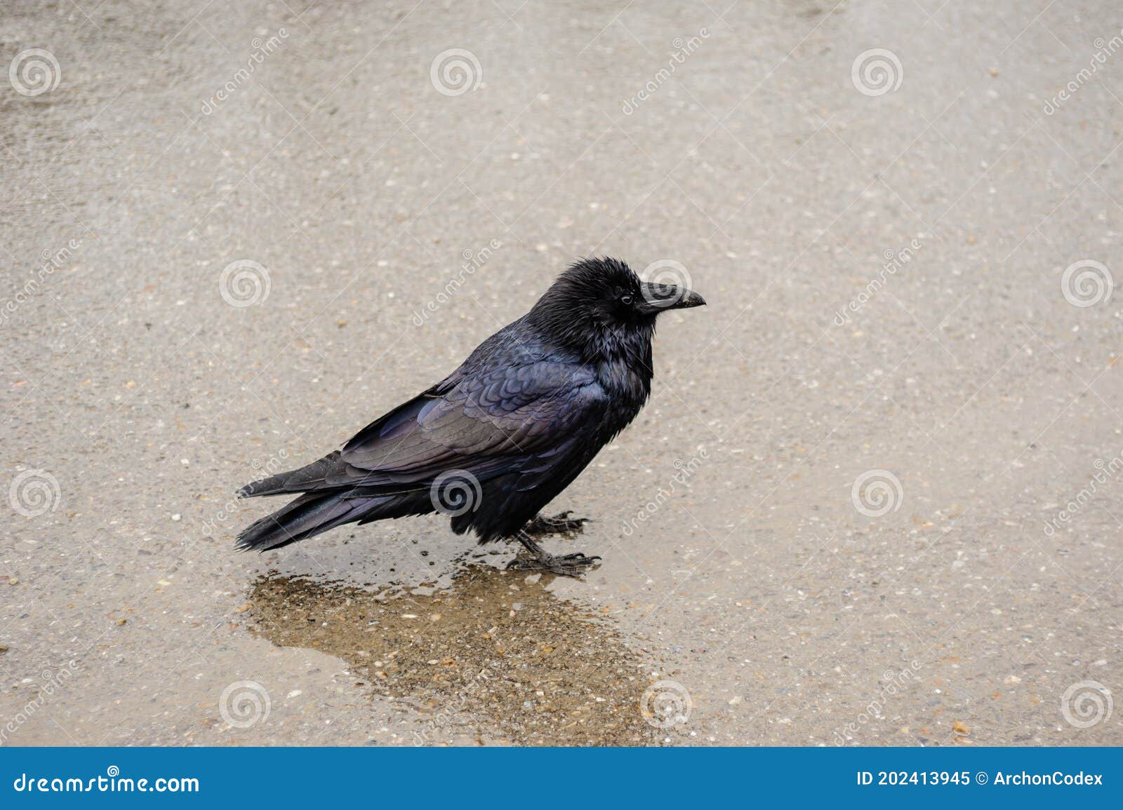 One Wet Black Raven Standing on Ground in Rain Stock Image - Image of ...
