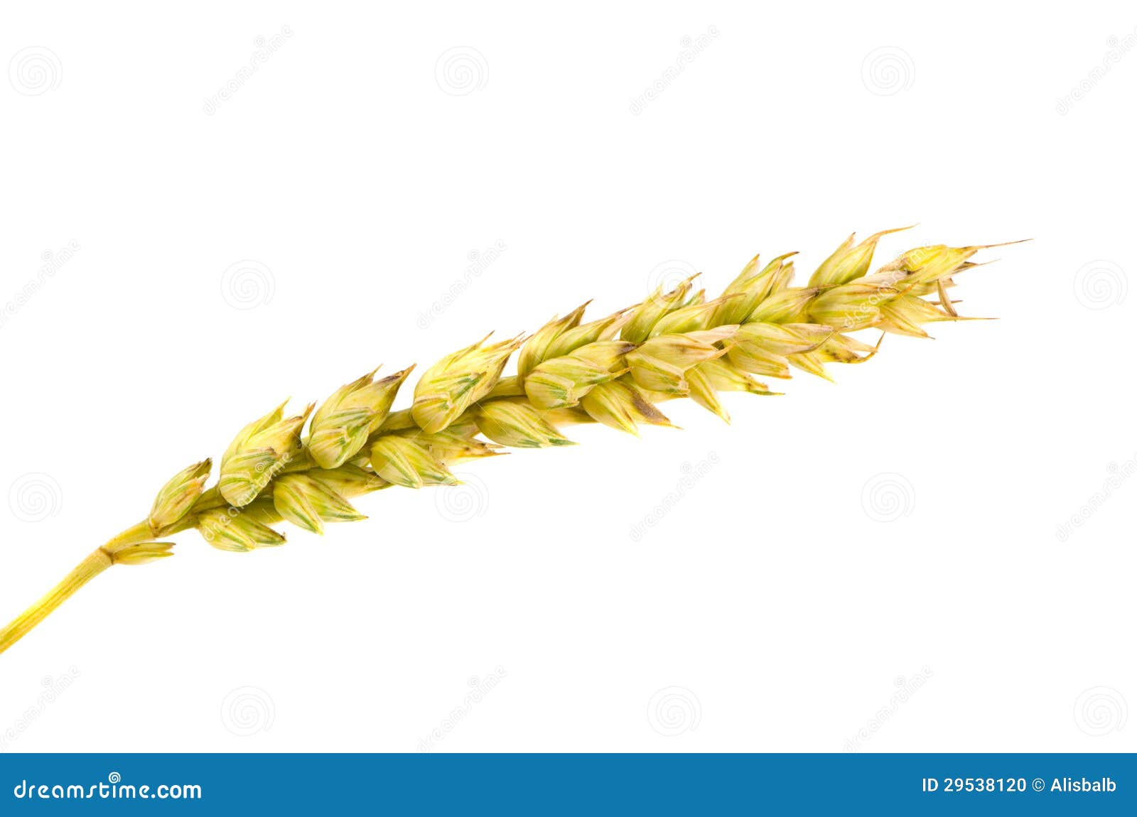 One Wheat Ear Isolated on White Stock Photo - Image of food, meal: 29538120