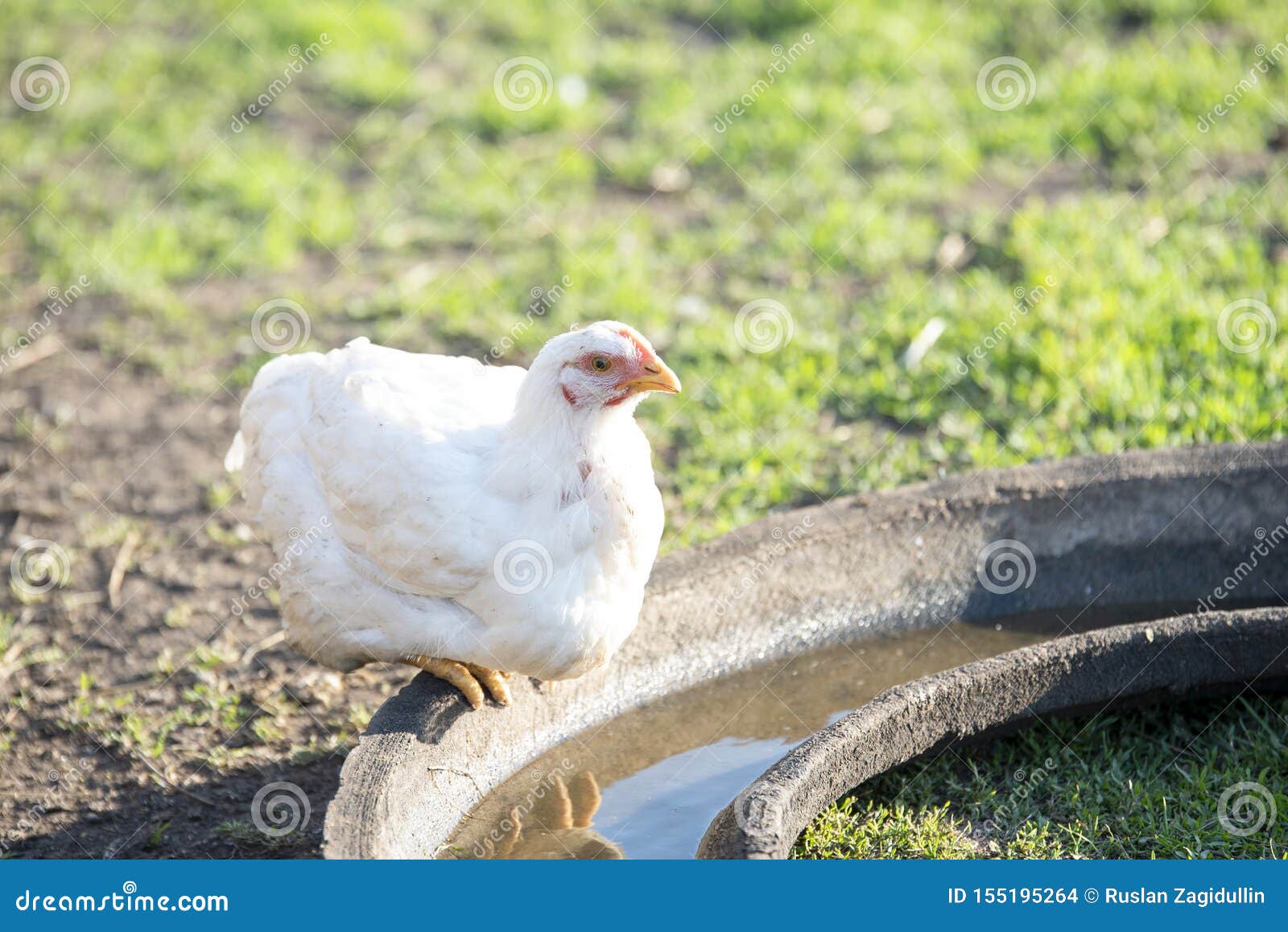 One White Adult Broiler in Bright Day in Country Yard Stock Photo ...