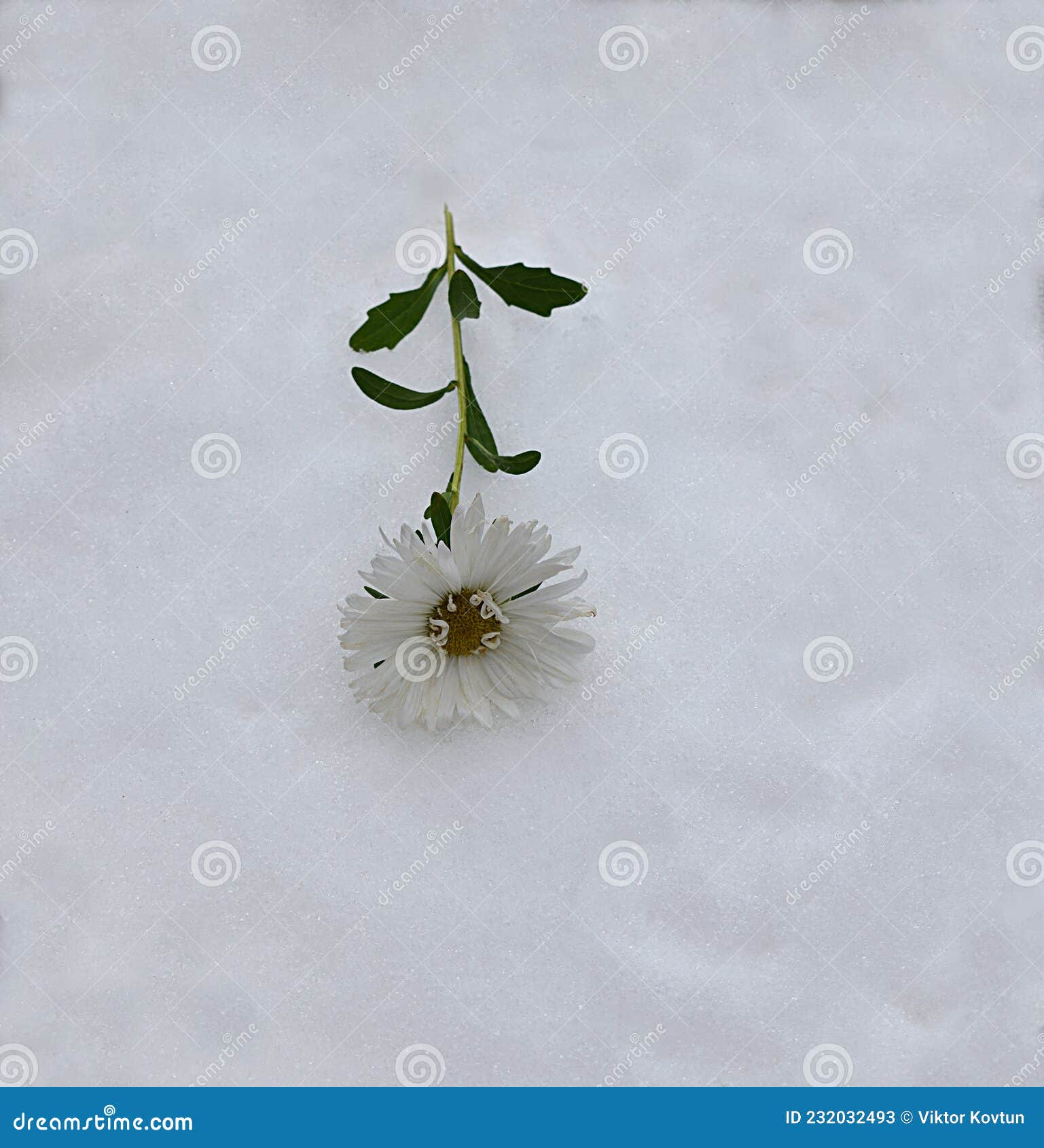 One Aster Flower Lies in the Snow Stock Image - Image of herbarium ...