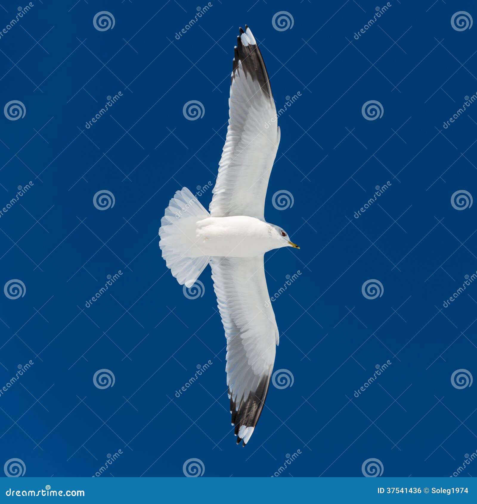 One white bird flies stock photo. Image of detail, closeup - 37541436
