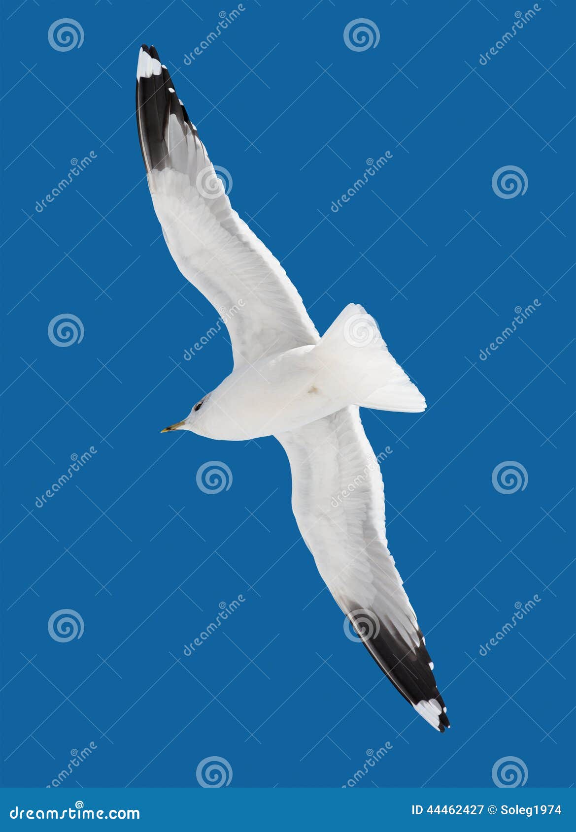One white bird flies stock image. Image of live, real - 44462427