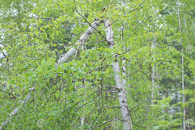 One White Broken Birch Tree with Small Green Leaves Stock Photo - Image ...