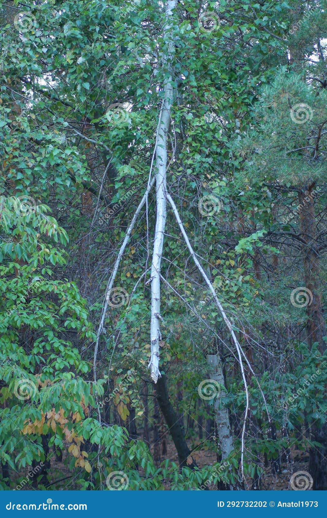 One White Broken Birch Tree with Small Green Leaves Stock Photo - Image ...