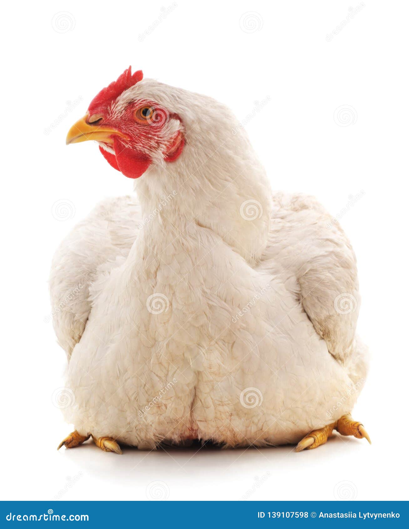 Live White Chicken