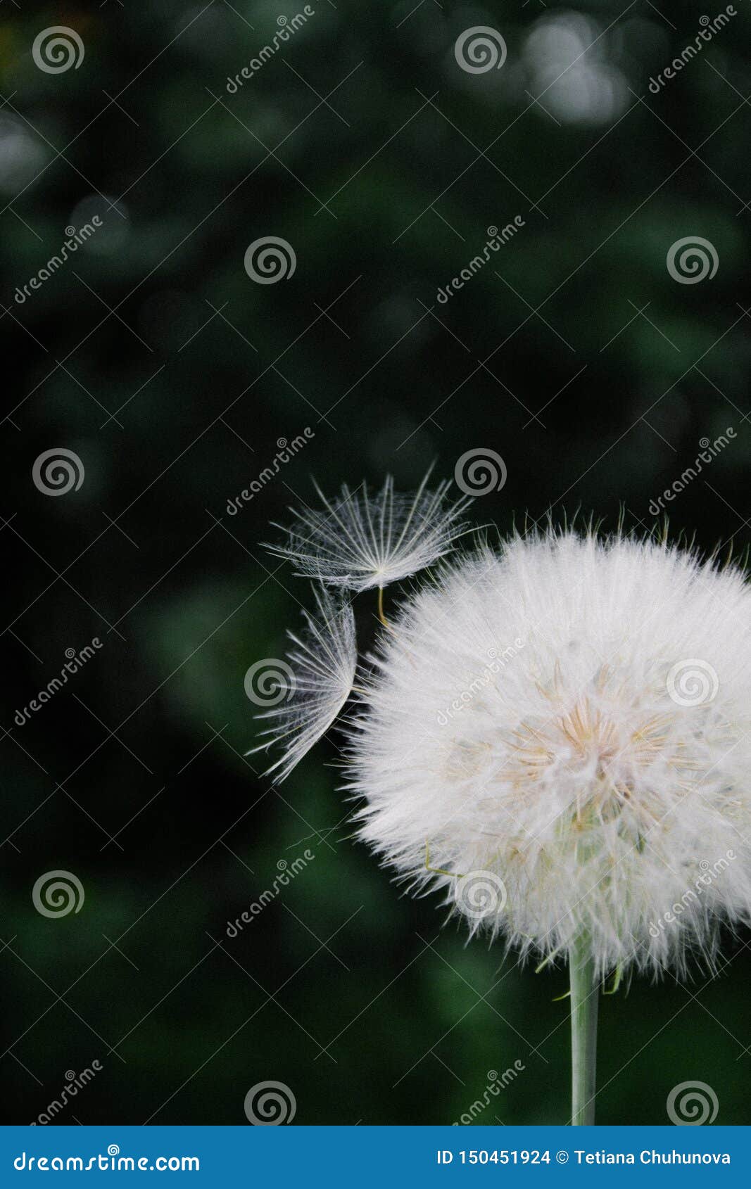 One White Dandelion Scatters, Close-up on a Dark Background. Macro ...