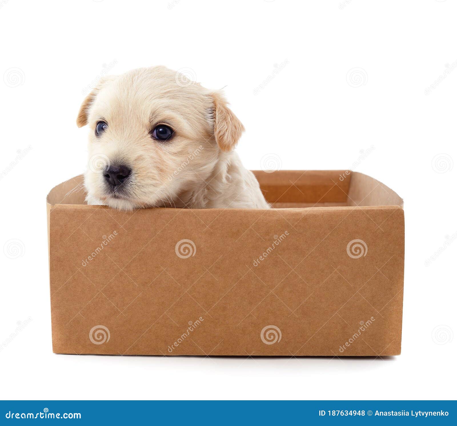 One white dog in a box stock photo. Image of pink, background - 187634948