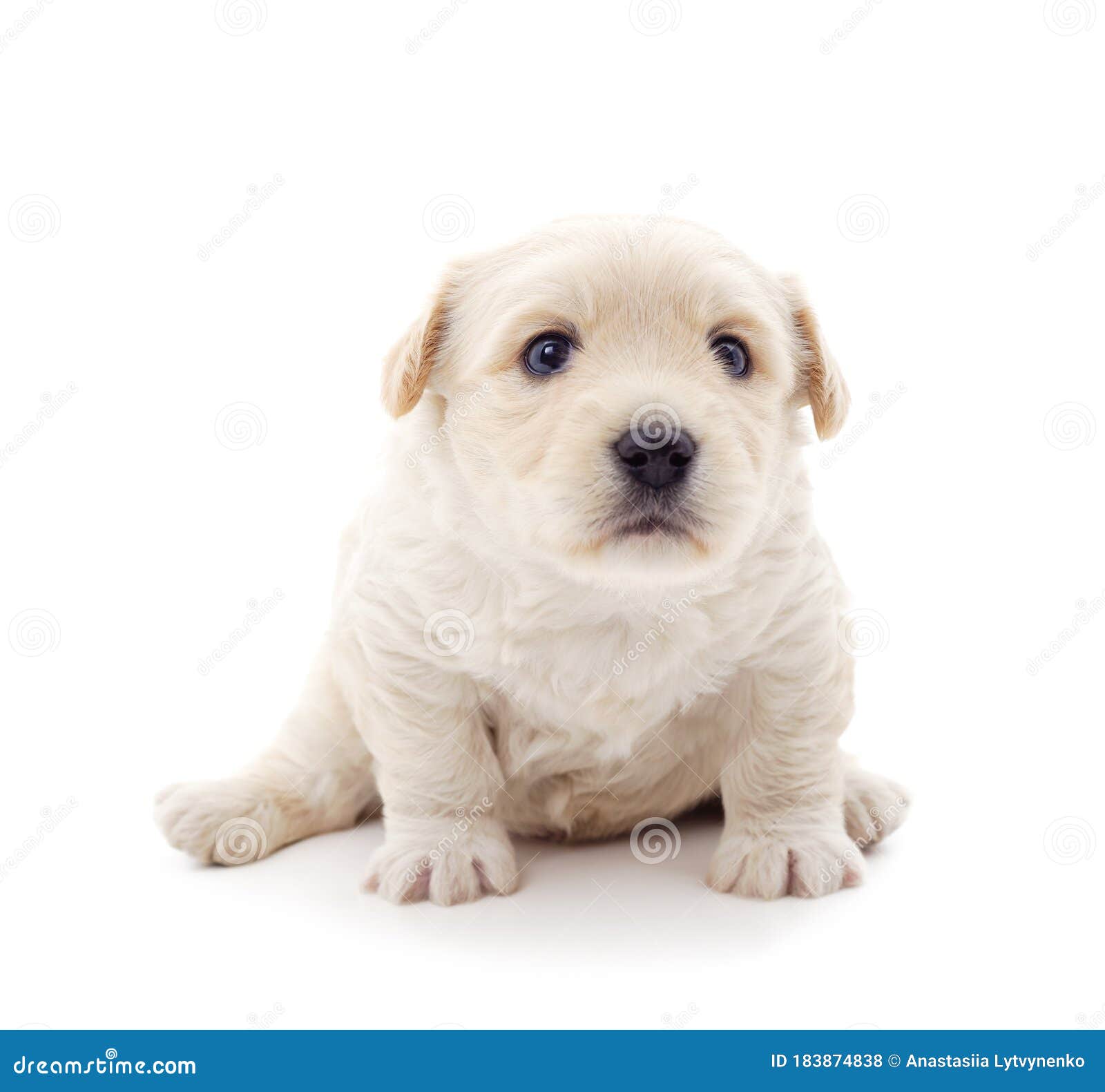 One white dog stock photo. Image of clever, lying, friend - 183874838