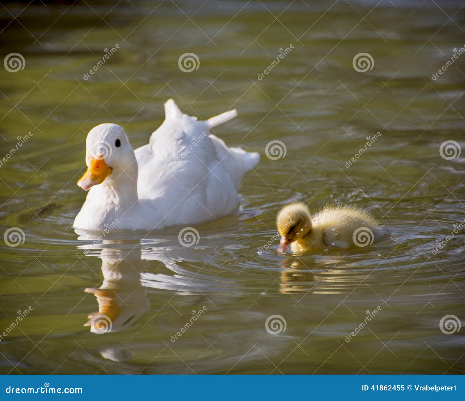 One White Duck with Her Duckling Stock Image - Image of head, lake ...