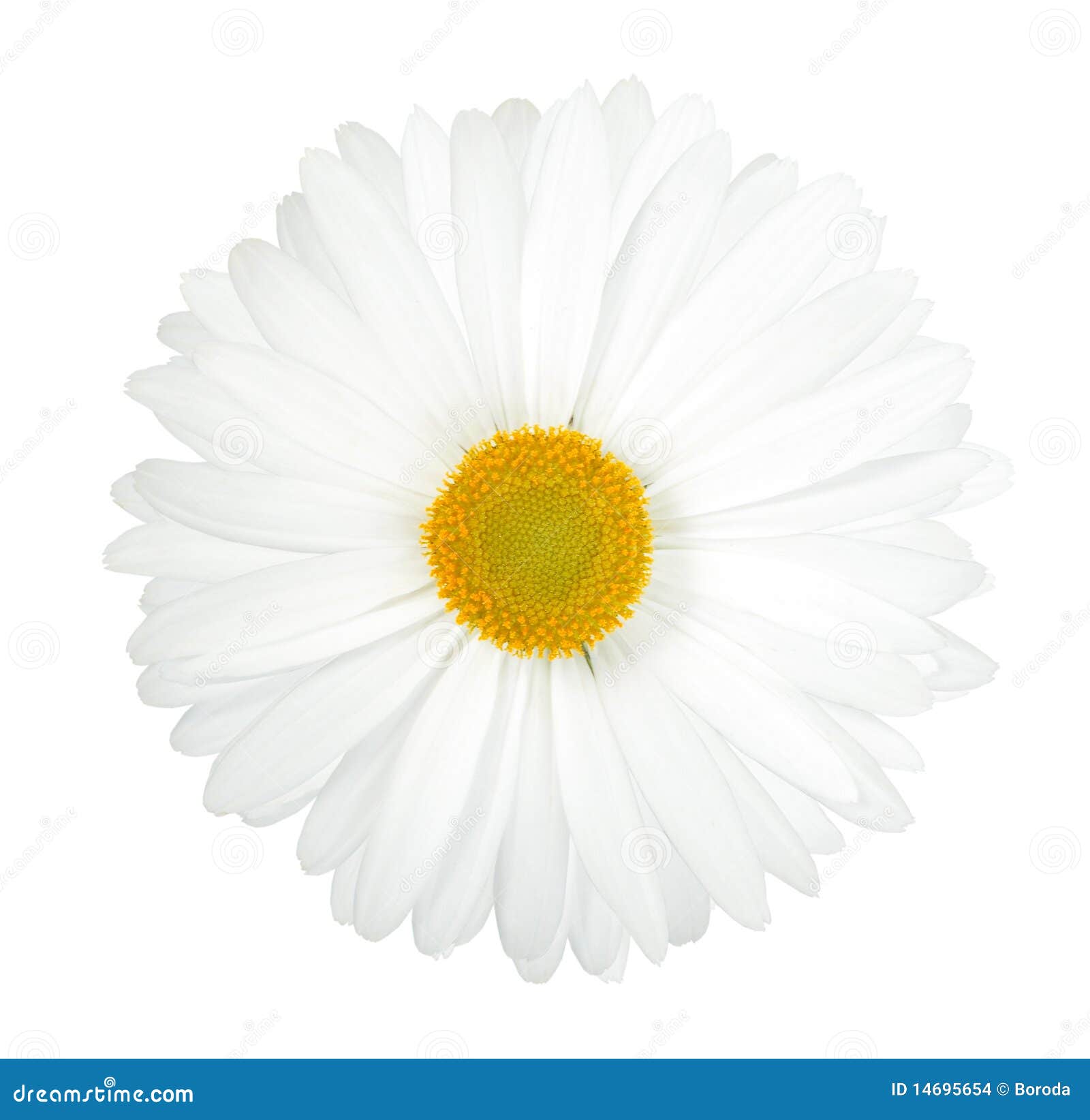 One White Flower Stock Images - Image: 14695654