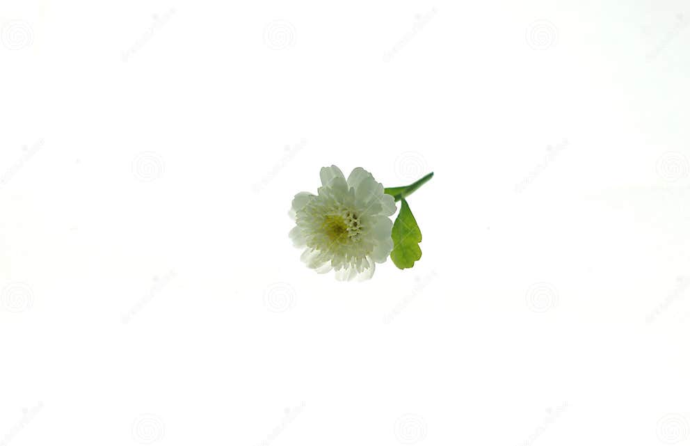One White Flower on a White Background Stock Image - Image of bloom ...