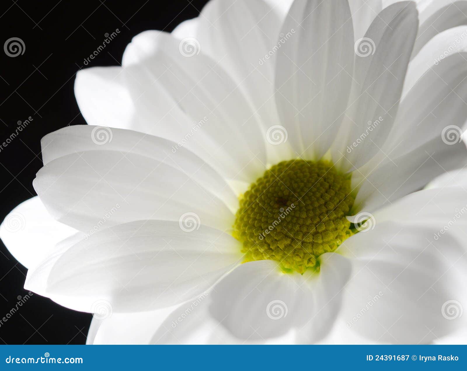 One White Flower on Black Background Stock Image - Image of beauty ...