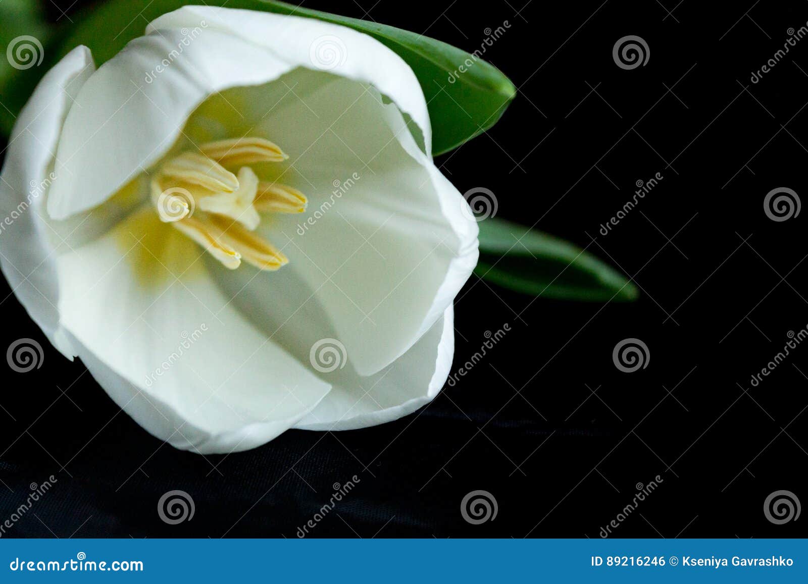 One White Flower on a Black Background Stock Photo - Image of gift ...
