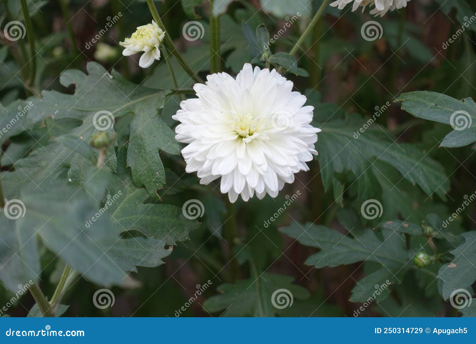 One White Flower of Chrysanthemum Stock Image - Image of foliage ...