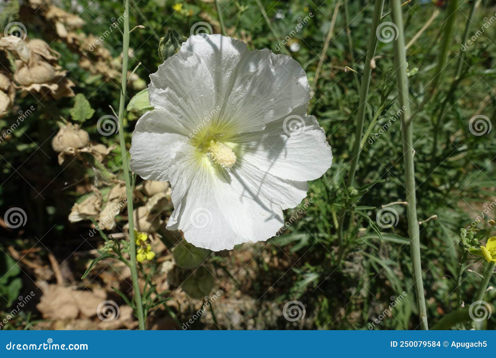 One White Flower of Common Hollyhock Stock Photo - Image of biennial ...