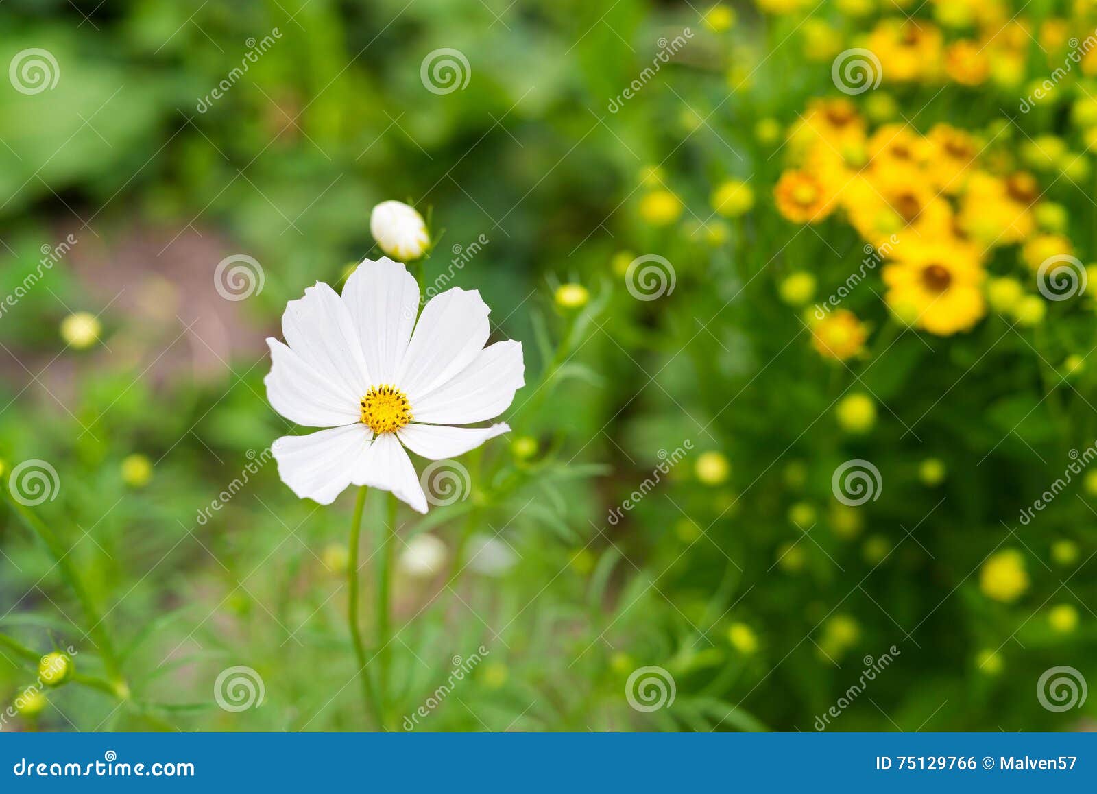 One white flower stock photo. Image of white, petals - 75129766