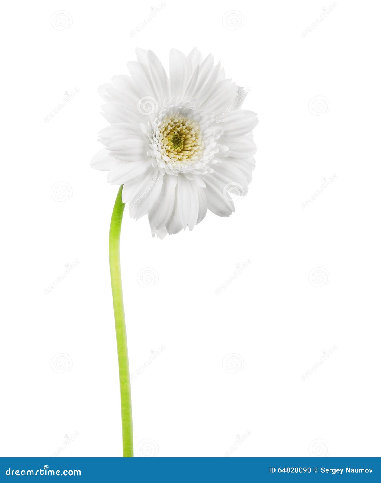 One white flower stock photo. Image of closeup, spring - 64828090