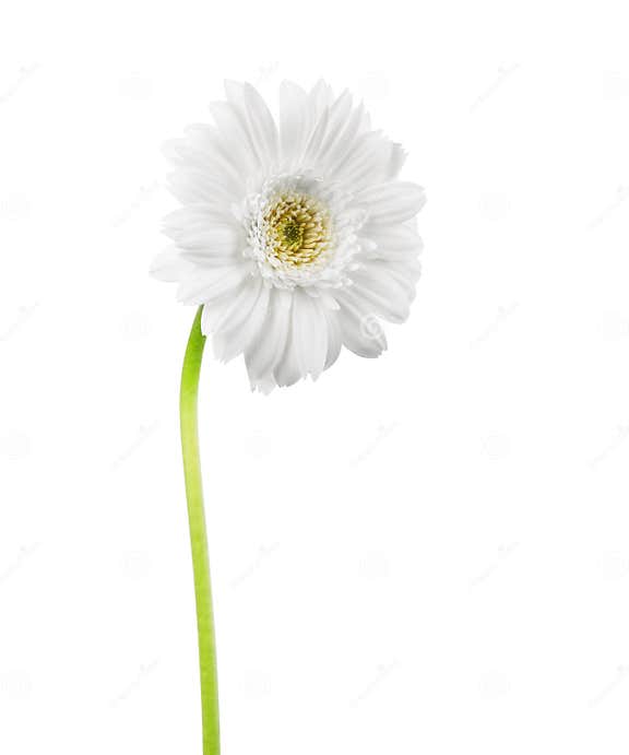 One white flower stock photo. Image of closeup, spring - 64828090