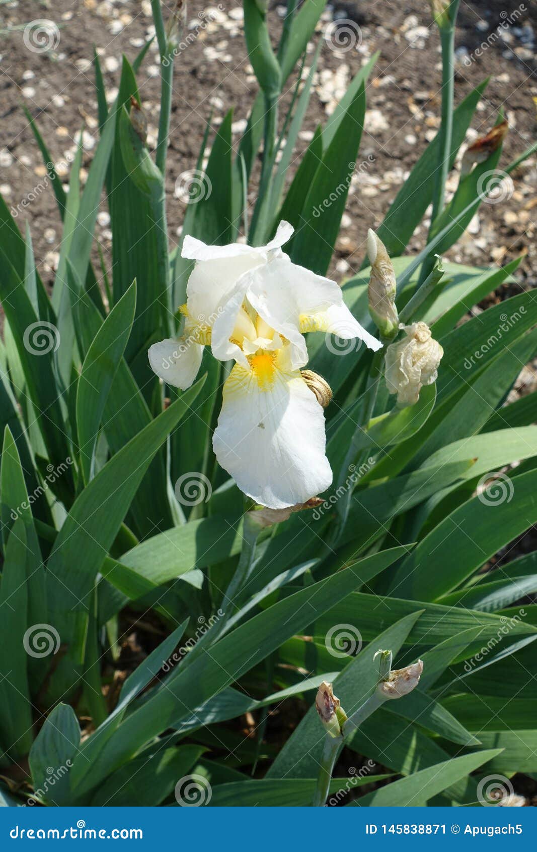One White Flower of German Iris Stock Image - Image of hybrid ...