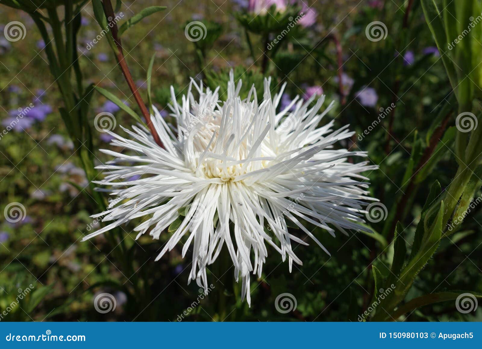 One White Flower of China Aster Stock Image - Image of blossom, pollen ...