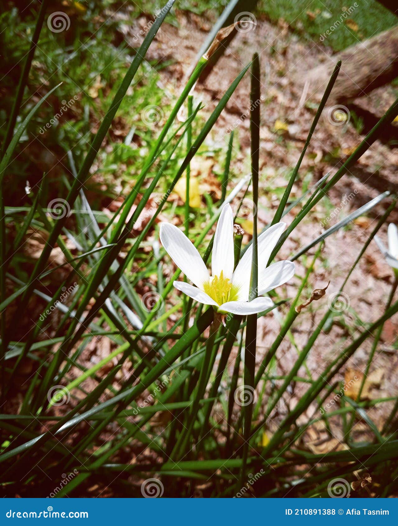 One White Flower is Smiling Stock Photo - Image of flower, white: 210891388