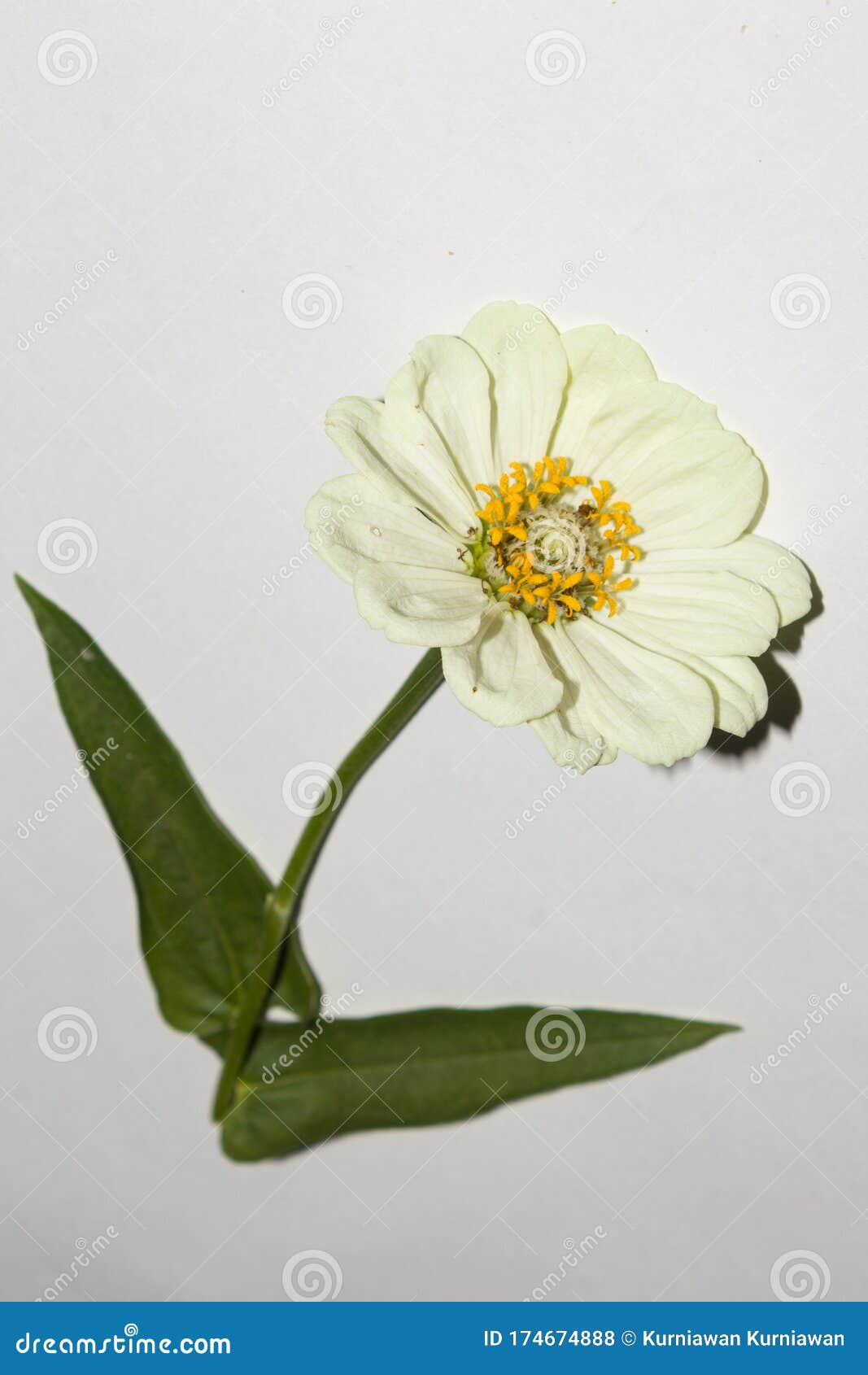One white flower stalk stock photo. Image of white, stalk - 174674888