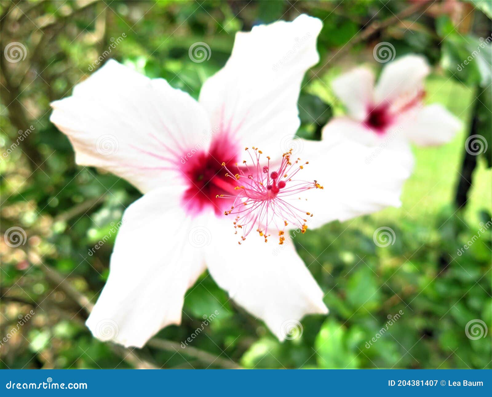 One white flower stock image. Image of autumn, garden - 204381407