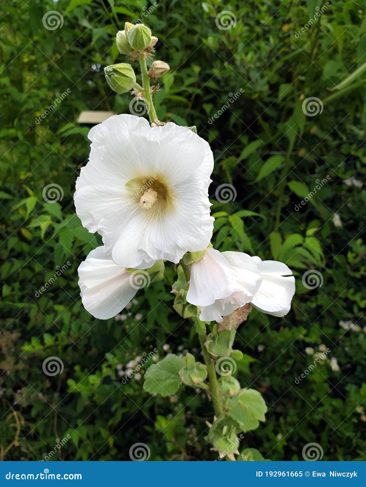 One white mallow stock image. Image of blossom, outdoor - 192961665