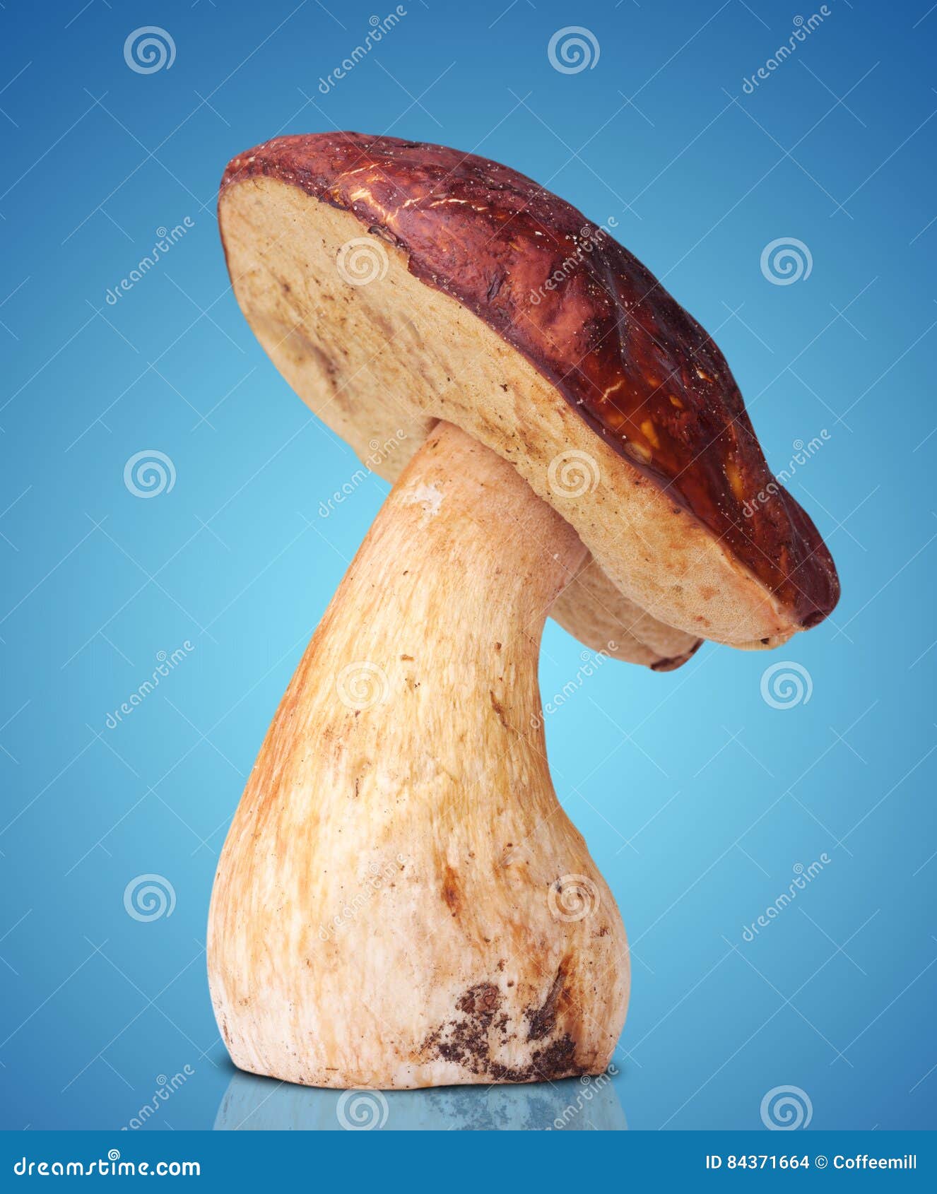 One White Mushroom on Color Stock Photo - Image of culinary, mushroom ...