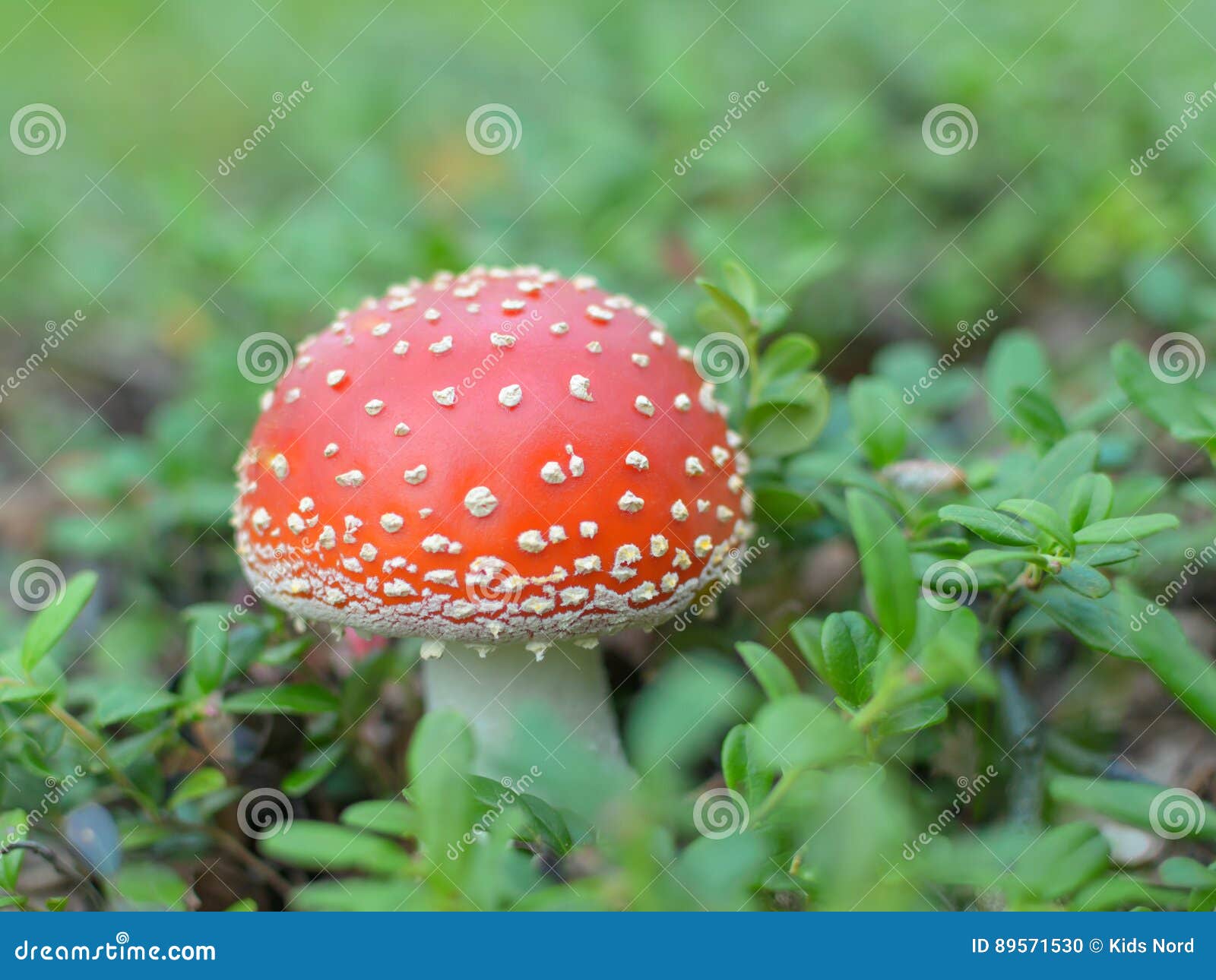 One White Mushroom in the Grass. Stock Photo - Image of summer, nature ...