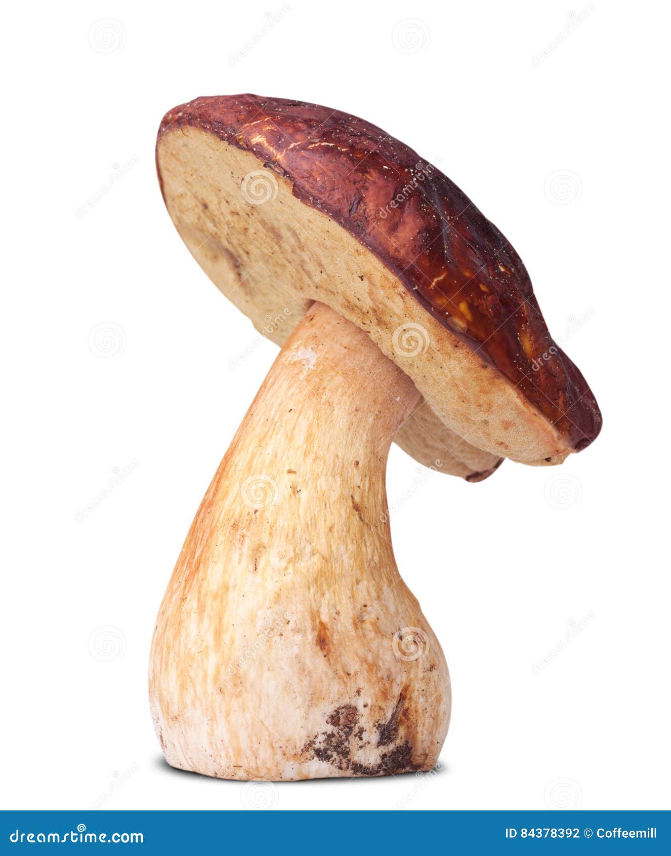 One White Mushroom Isolated Stock Photo - Image of tasty, middle: 84378392