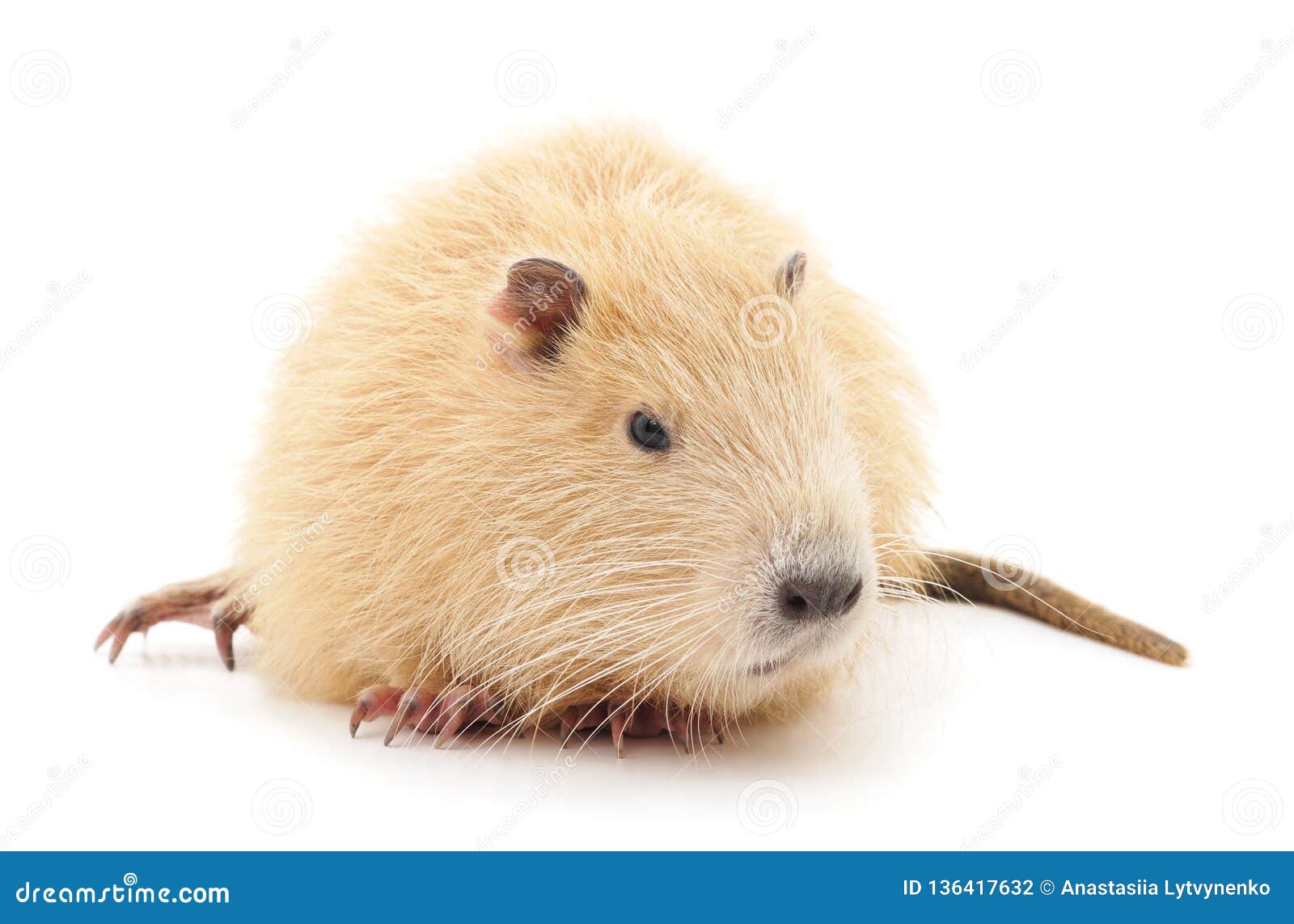 One white nutria stock photo. Image of favorite, herbivorous - 136417632