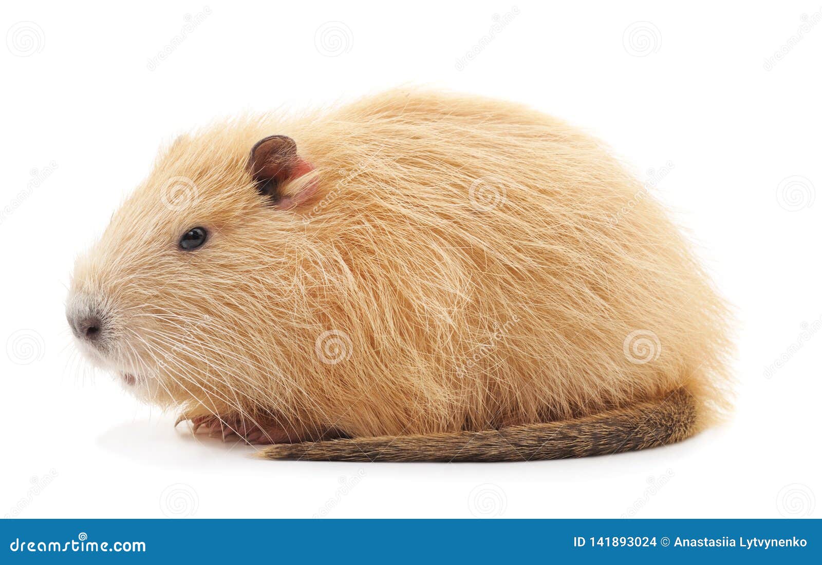 One white nutria stock photo. Image of farm, white, nutria - 141893024