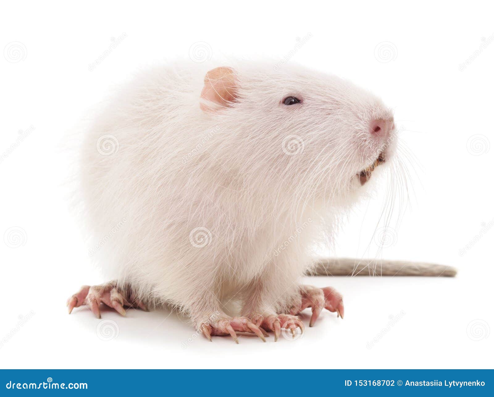 One white nutria stock photo. Image of animal, agriculture - 153168702