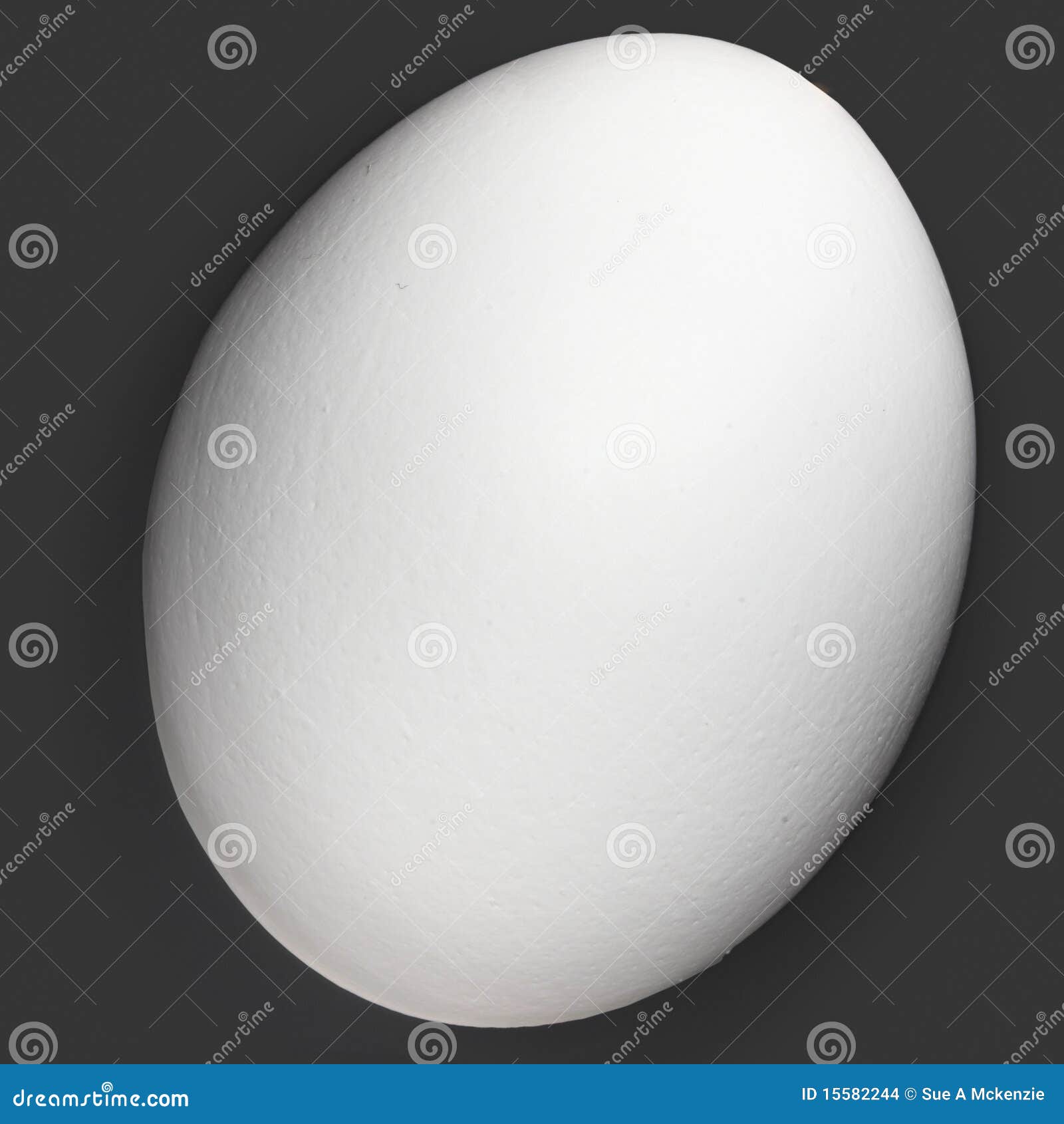One White Organic Egg Isolated on Black Stock Photo - Image of eggshell ...