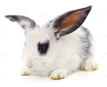 One White Rabbit with Black Spots Stock Photo - Image of mammals ...