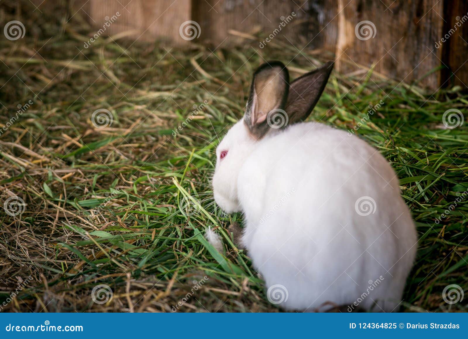 One White Rabbit in Grey Ears Stock Image - Image of rabbits, pets ...