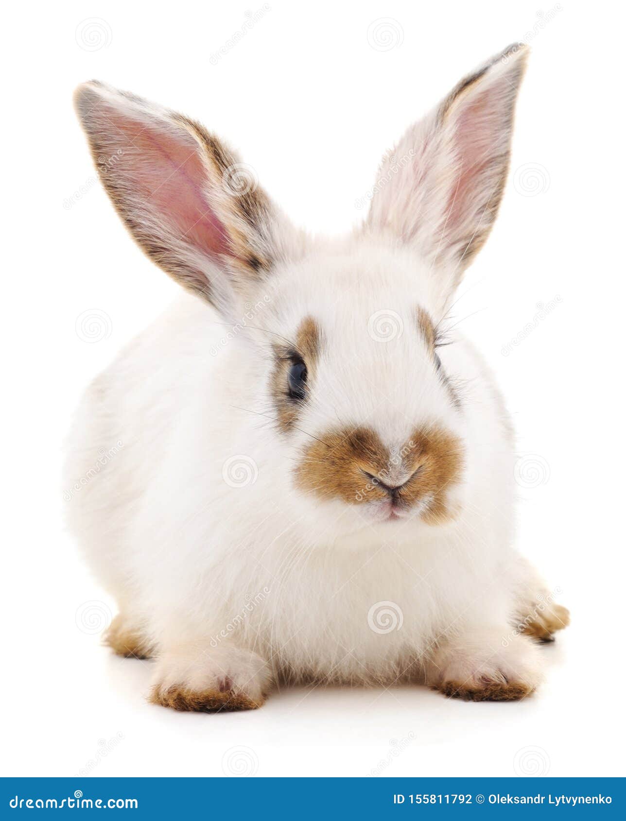 One white rabbit stock photo. Image of beauty, wildlife - 155811792