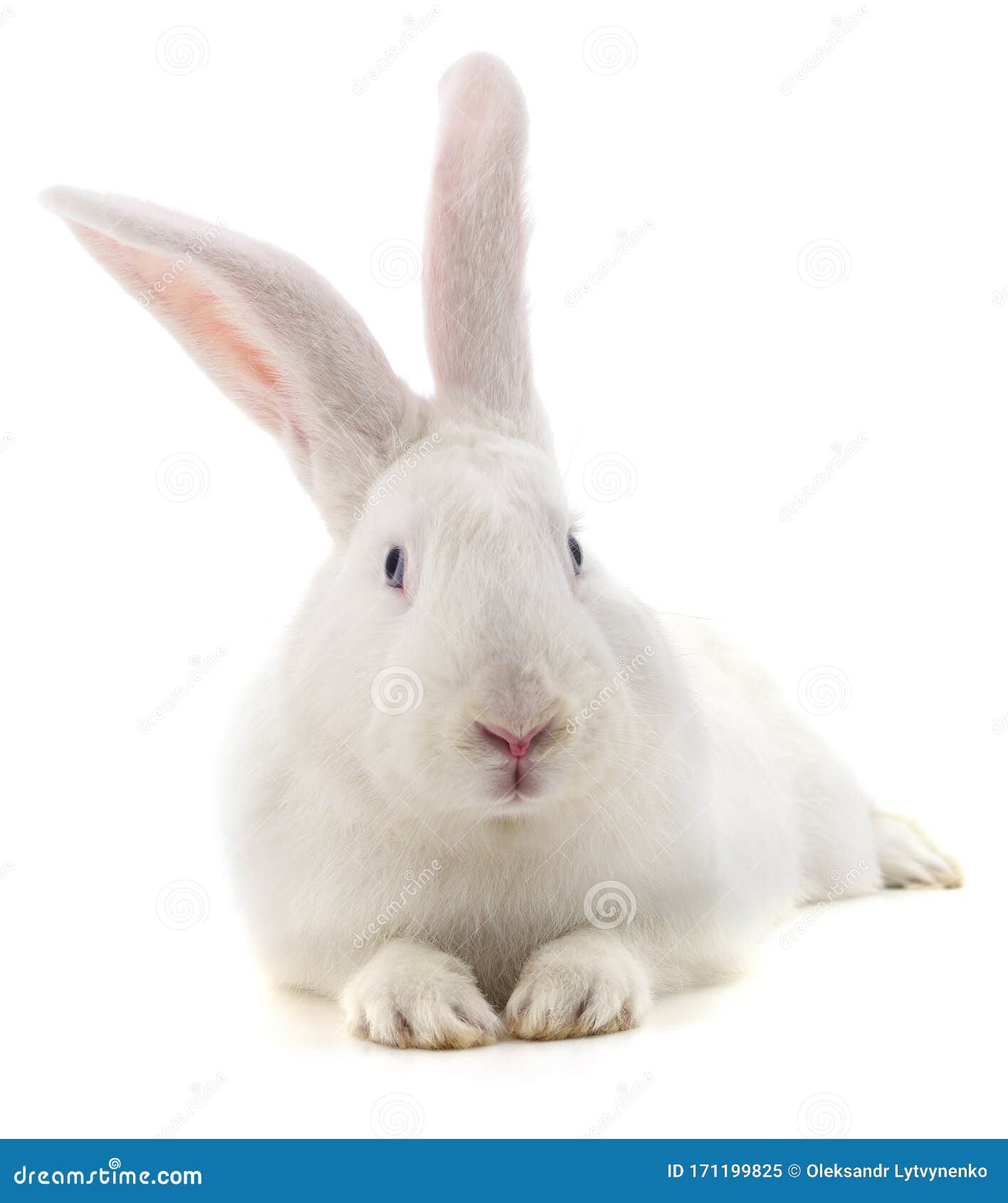 One white rabbit stock image. Image of mammals, affectionate - 171199825