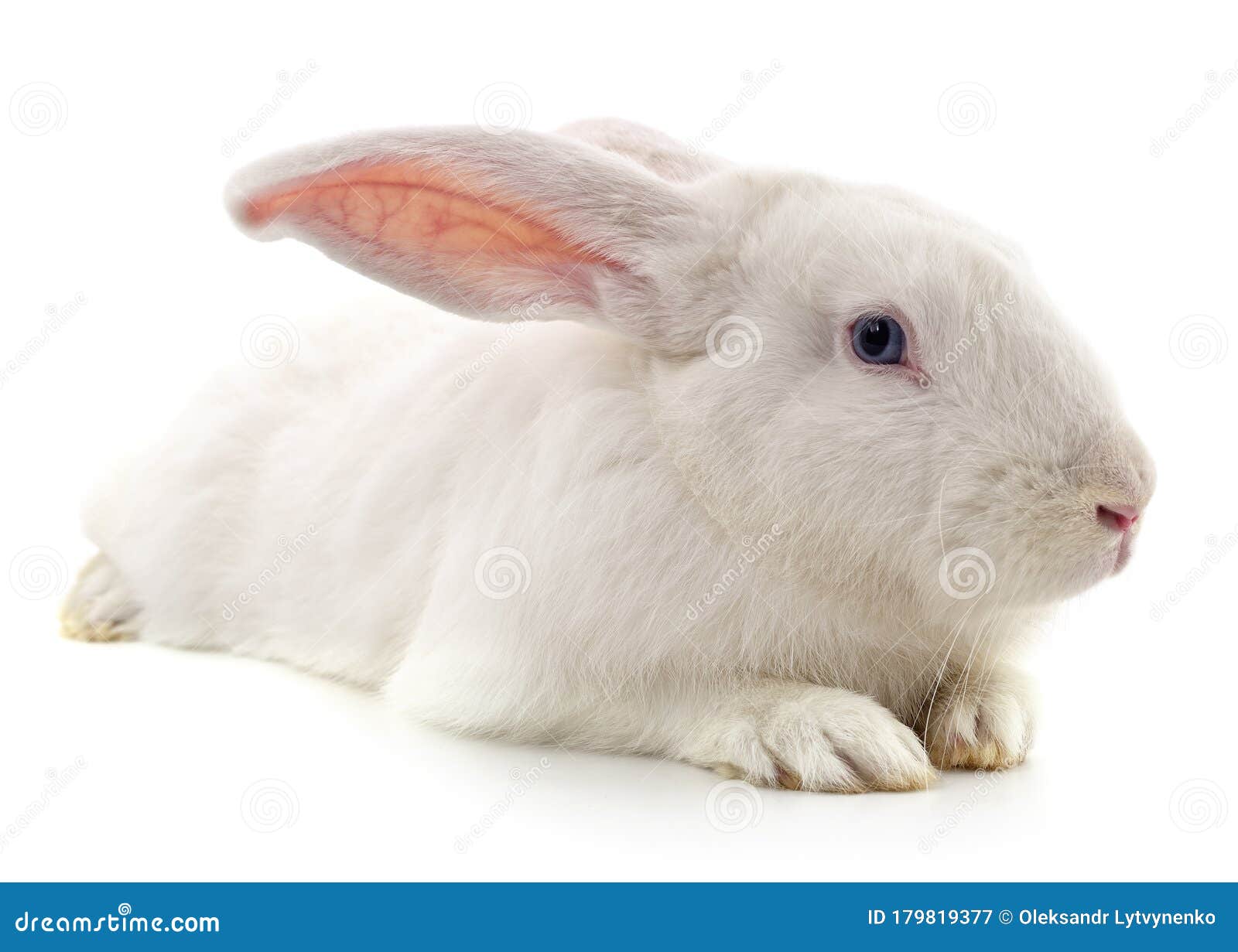 One white rabbit stock image. Image of mammals, rabbit - 179819377