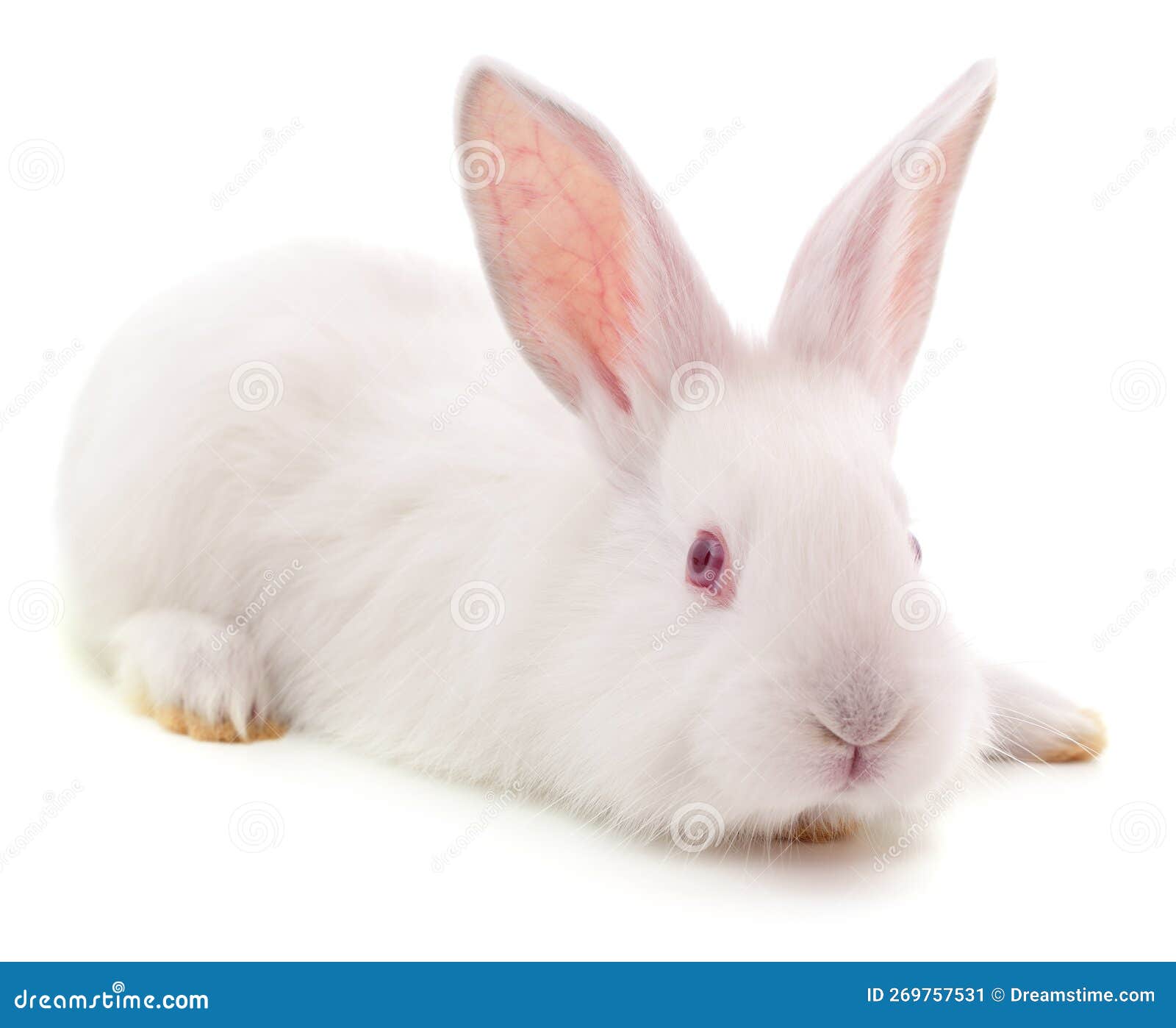One white rabbit stock image. Image of farm, wildlife - 269757531