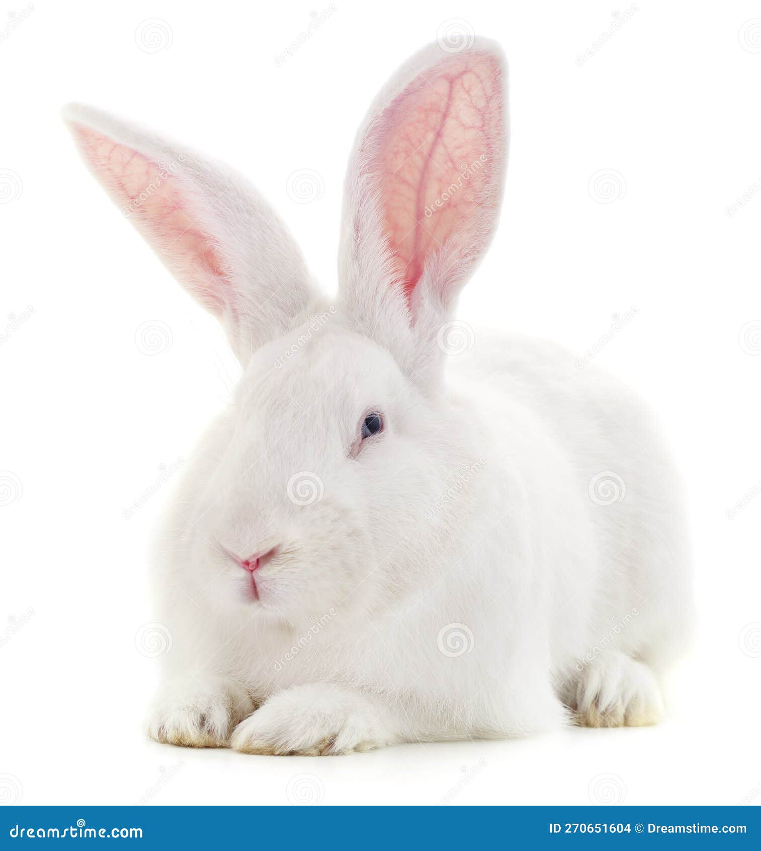 One white rabbit stock photo. Image of farm, mammals - 270651604