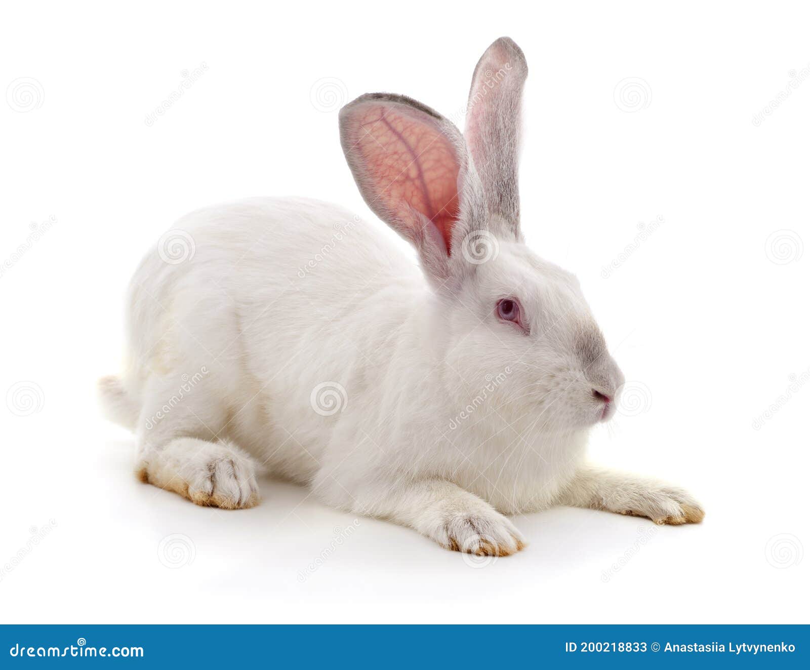 One white rabbit stock image. Image of meat, friend - 200218833